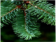 Lesson 16: Flowers and Trees – EWE – Easy World Of English